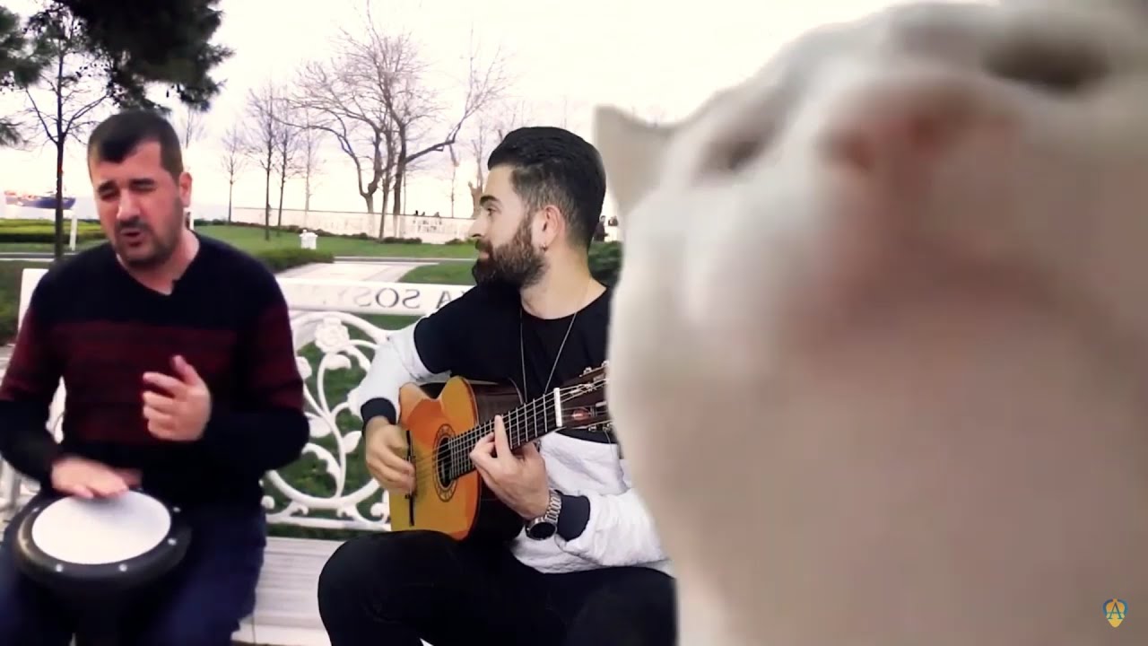 Cat Vibing To Ievan Polkka | Cat Vibing Meme | Darbuka by Bilal Göregen ...