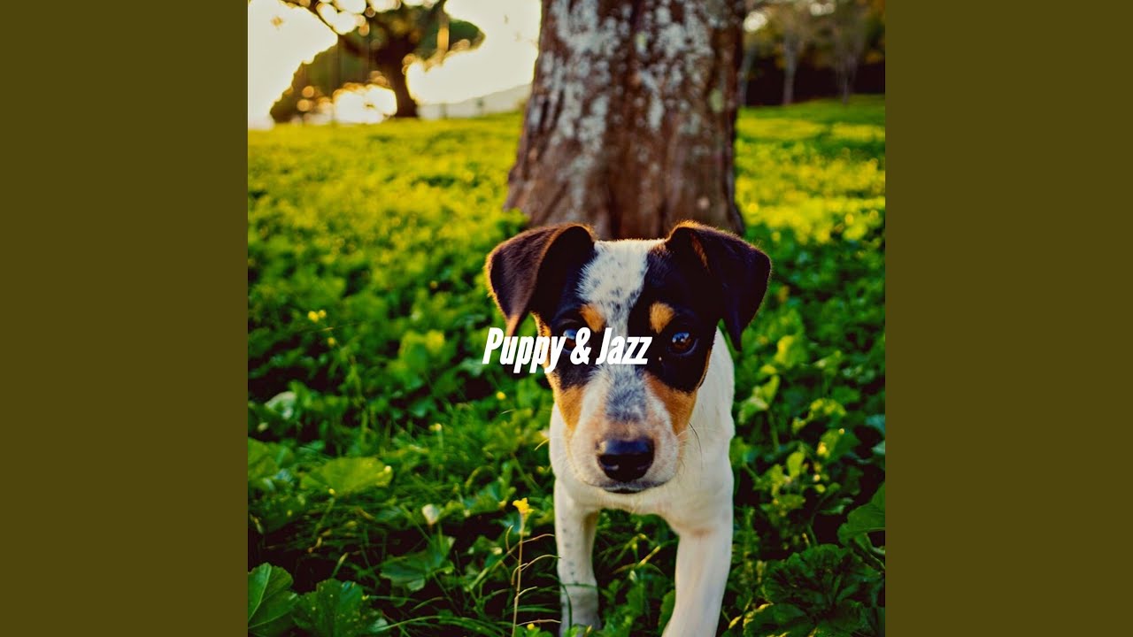 Background for Classy Pups - YouTube