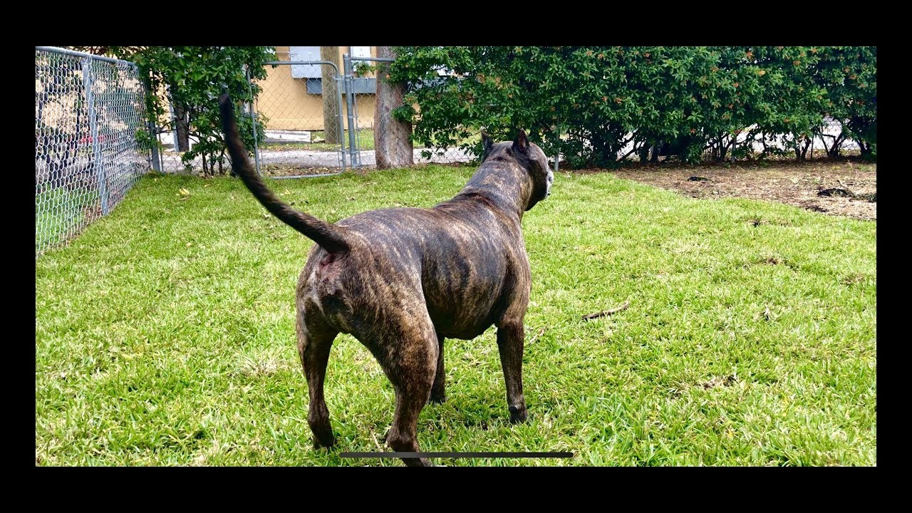 brindle pitbull looking for squirrels - YouTube