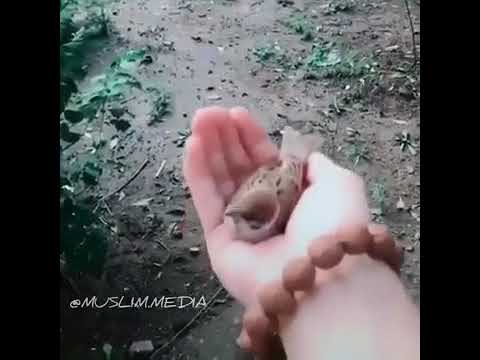 Cox gozel video menali