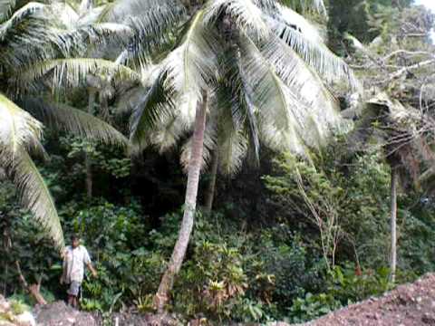 Cutting down a coconut tree(niu) in American Samoa - YouTube