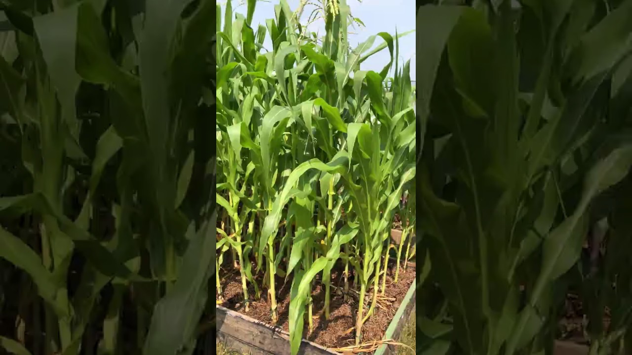 growing corn in seattle, WA - YouTube