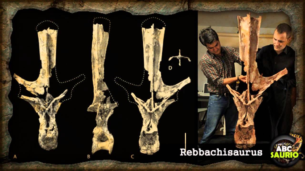 Rebbachisaurus | ABCsaurio - YouTube