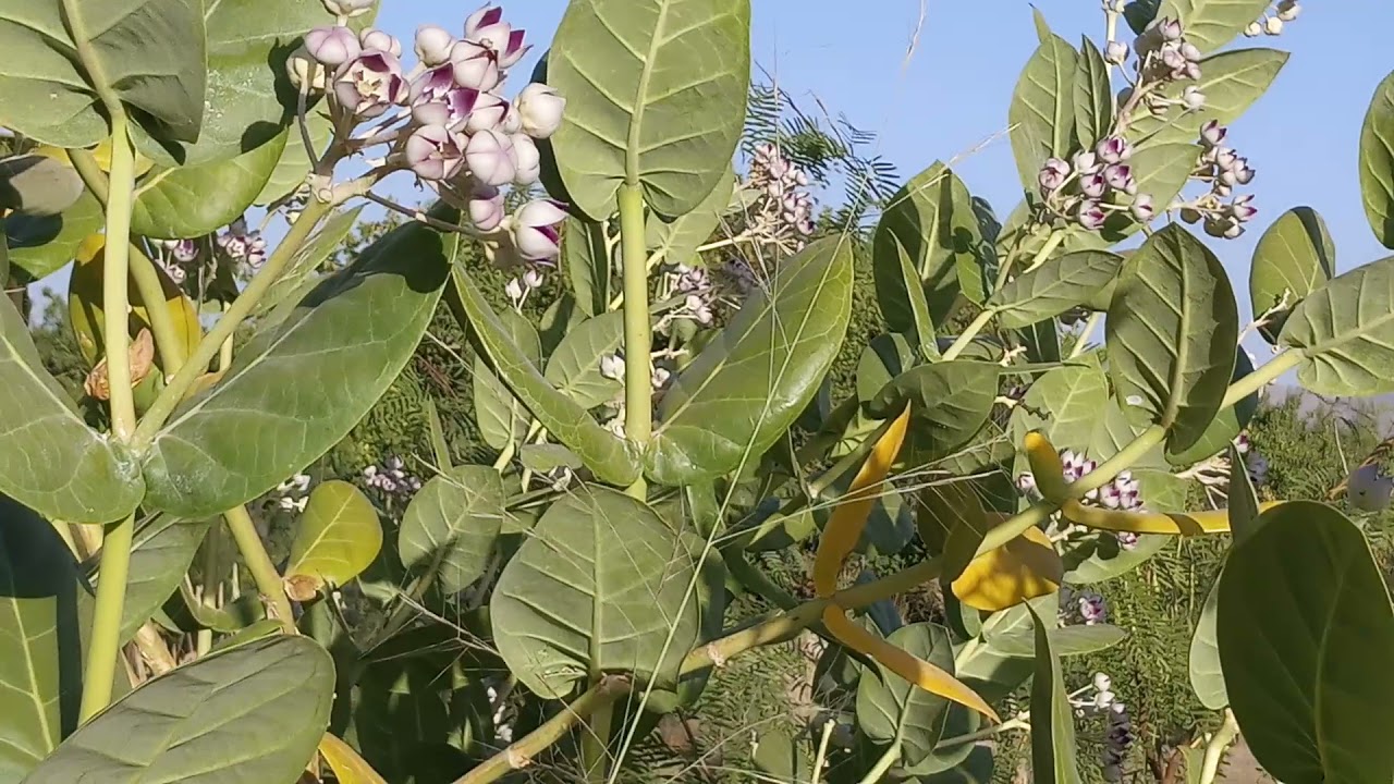 Calotropis Procera milk weed - YouTube