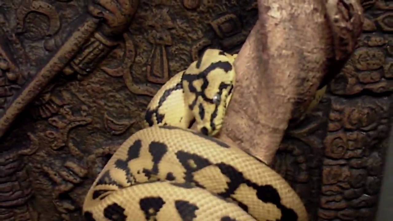 Reptile Collection - YouTube