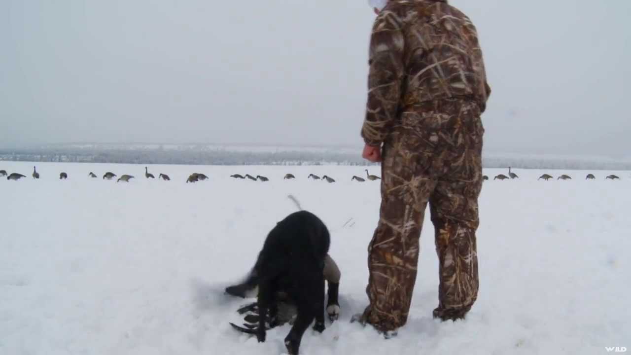 Labrador Retriever Training For Geese Hunting - YouTube