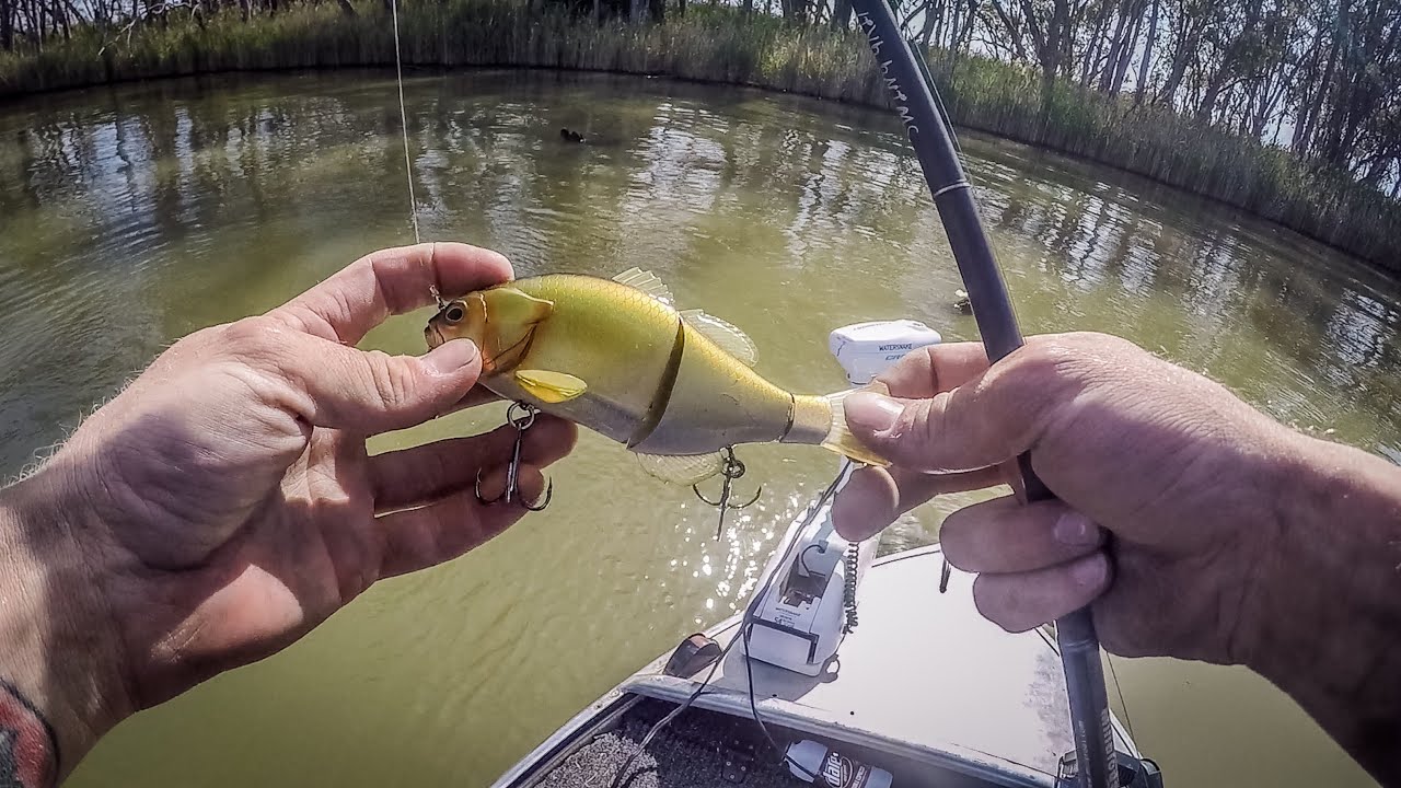 Casting laydown timber for Murray Cod - YouTube