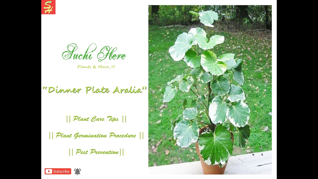 Aralia | Dinner Plate Aralia | How to Care & Grow Aralia Plant | Tips ...
