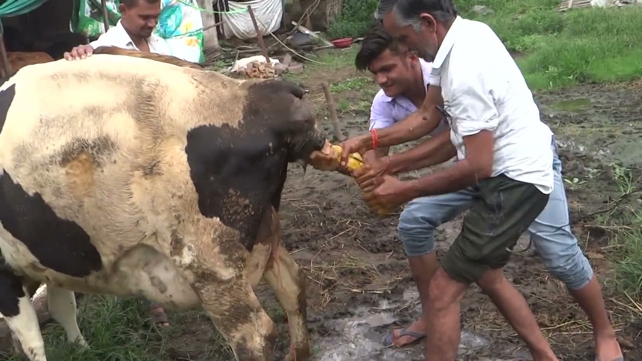 gay ke pet mein fasa 8 mahine ka bachcha nikala || cow delivery video ...