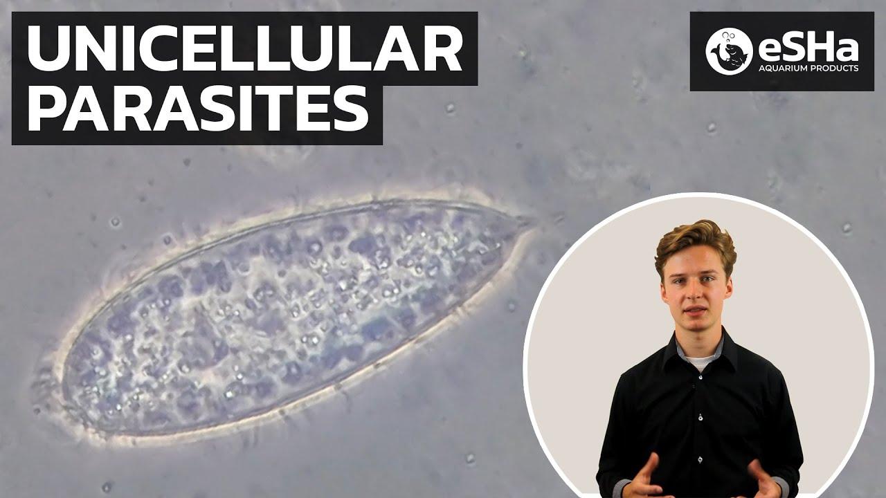 Microscopic Fecal Examination • Unicellular Parasites • PART 2 - YouTube
