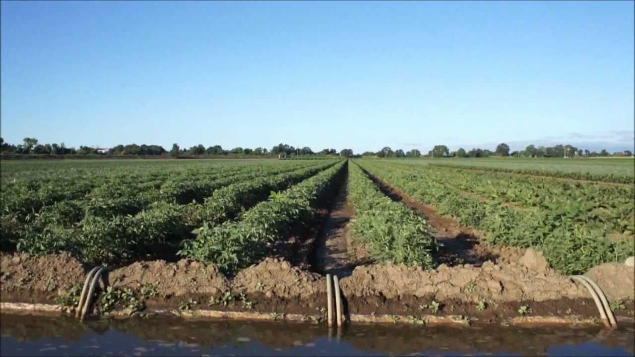 watering farm field - YouTube