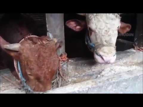Tips Pemberian Obat Cacing Pada Sapi Super - YouTube