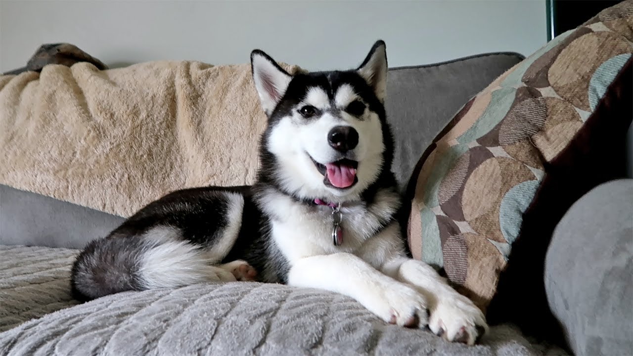 Husky Puppy, You Are Pretty Cute - YouTube