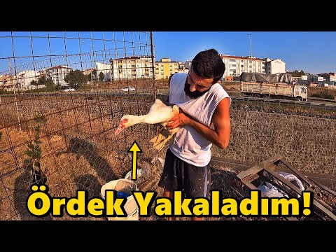 Kaçak Fıs Fıs Ördek Yakaladım!-Ağaçları Suladık! #Horoz #Civciv #Tavuk #Hindi #Ördek