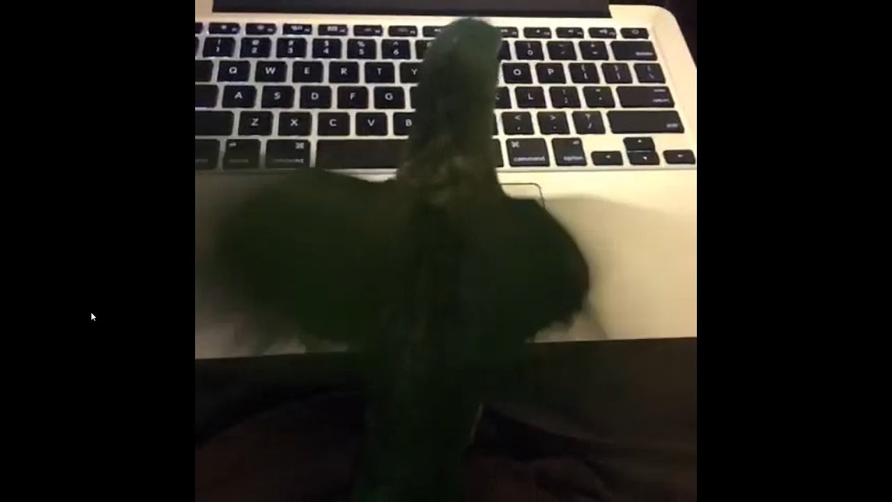 Bird typing with 300 WPM - YouTube