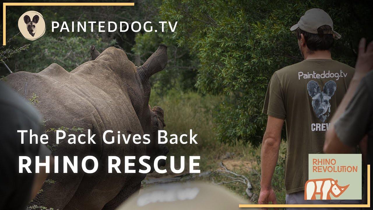 The Pack Gives Back | RHINO RESCUE | 13 February 2024 - YouTube