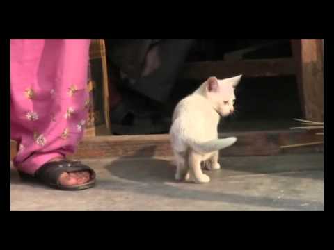 funny nepali cat playing with pepsi - YouTube