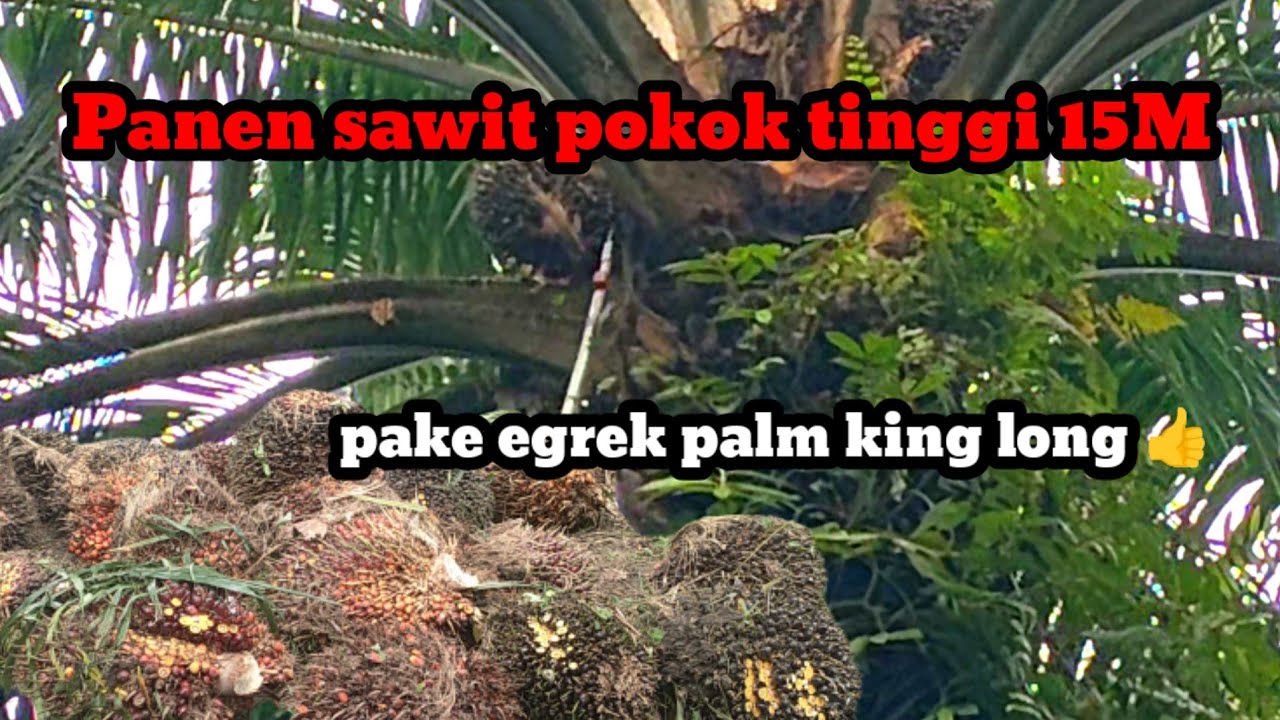 Panen sawit pokok tinggi 15M‼️pake egrek palm king long 👍 - YouTube
