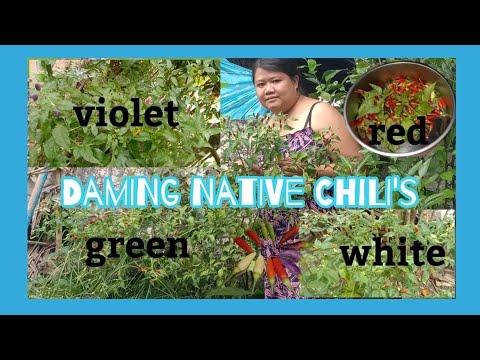 harvesting native chili || plantita serye - YouTube