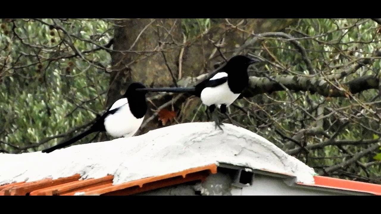 The Eurasian magpie or common magpie (Pica pica) Greece 17.11.2018 by ...