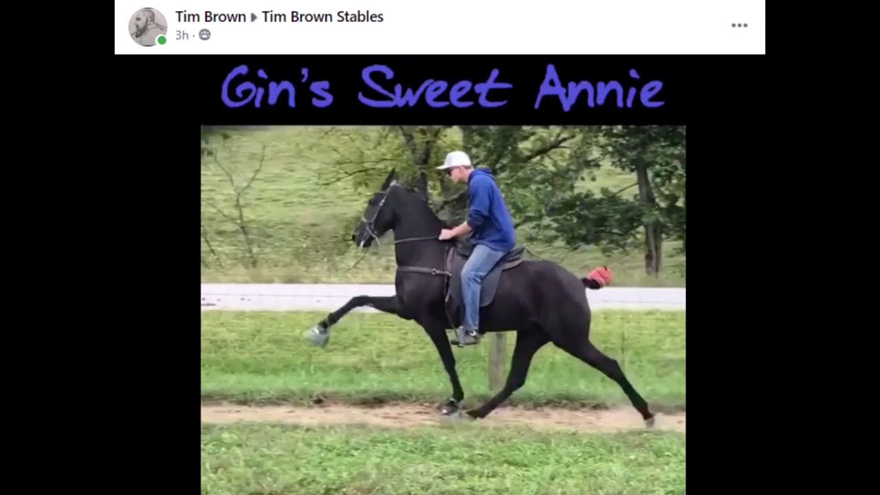 "BABY HORSE" - TWO YEAR OLD - Trainer BOYZ Jordan Caudill at Tim Brown ...