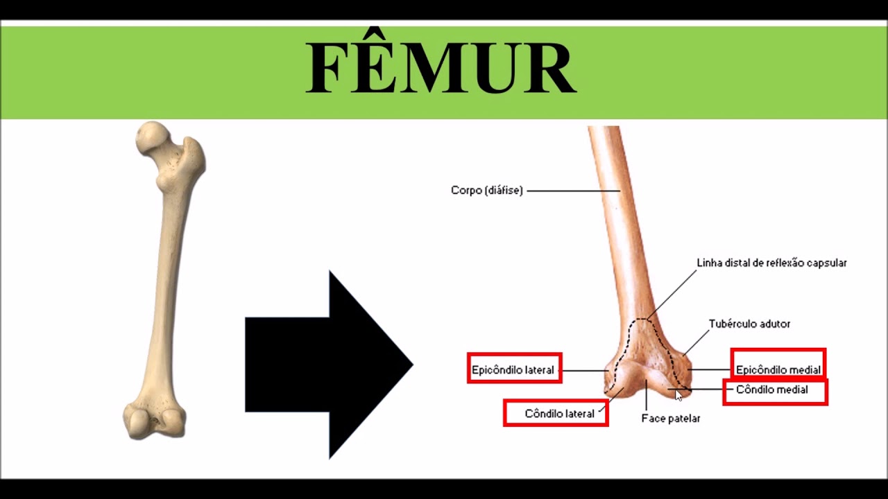 Tuberculo Adutor Do Femur