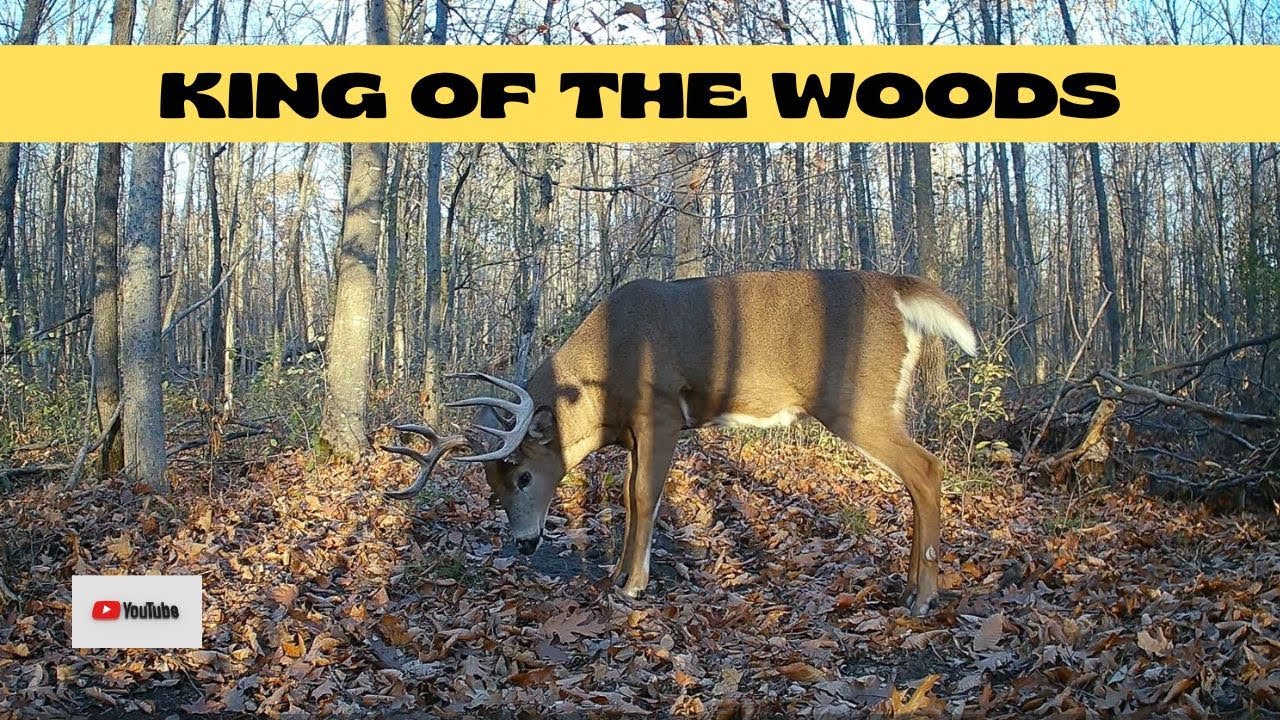 King of the Woods | A Whitetail Buck Called Hank (Trail Cam Videos ...