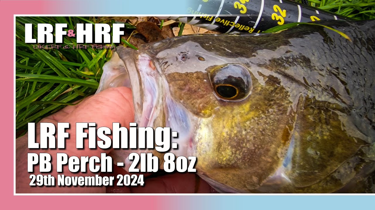 LRF Fishing - 2lb 8oz Perch - YouTube