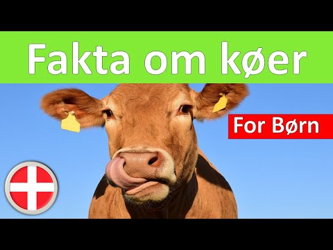 Video ko for børn | fakta om køer for børn
