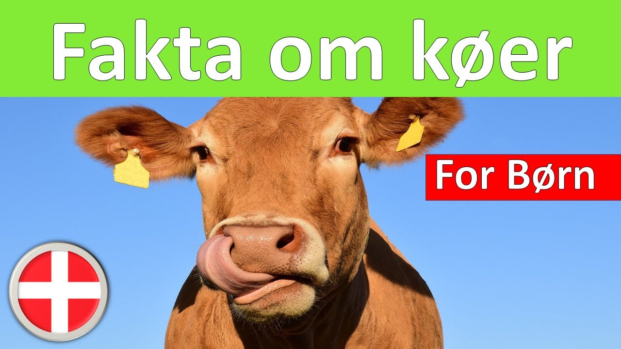 Video ko for børn | fakta om køer for børn - YouTube