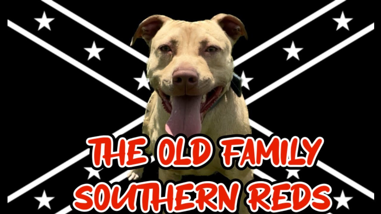 DOGMAN ALERT !! RELEASE THE DOGS TUESDAY #apbtlove #apbt #marino - YouTube