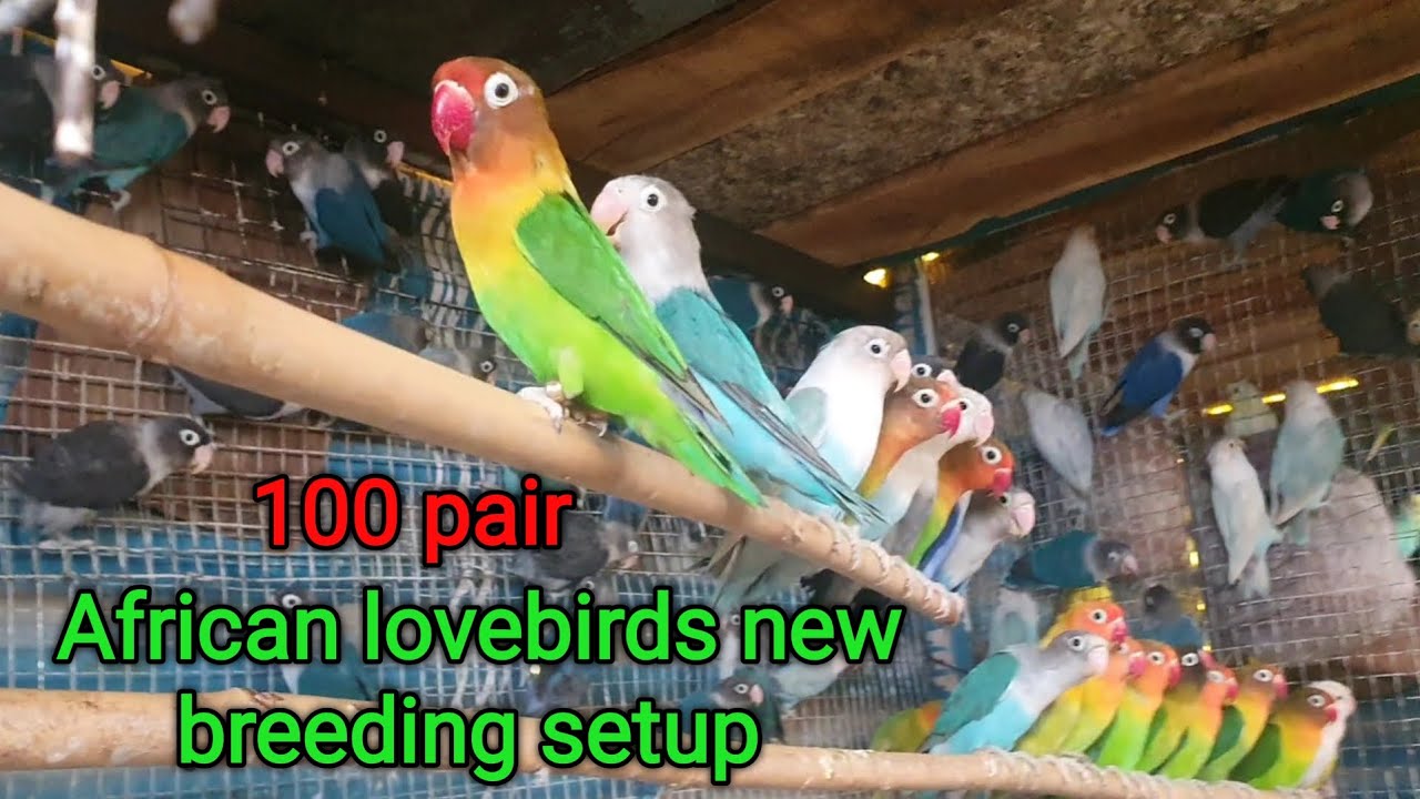 african lovebirds colony setup | 100 pair love birds setup | birds ki ...