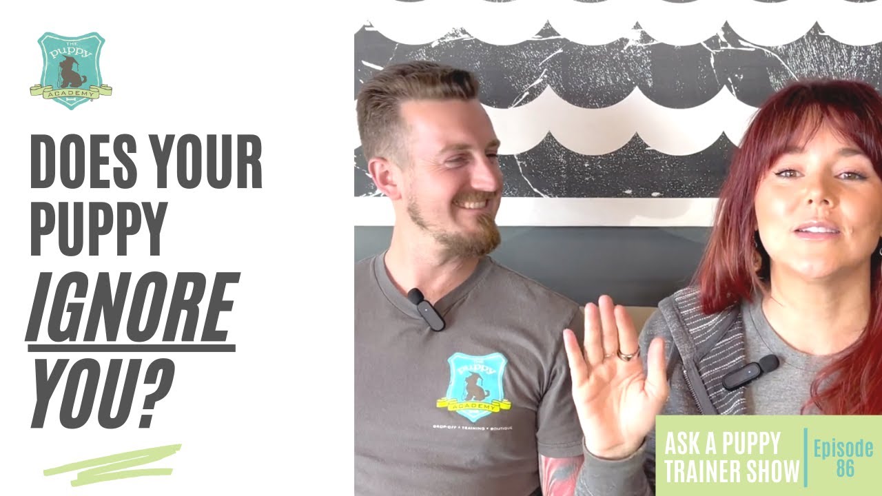 Ask a Puppy Trainer Show Episode #86 Does Your Puppy Ignore You? Try ...