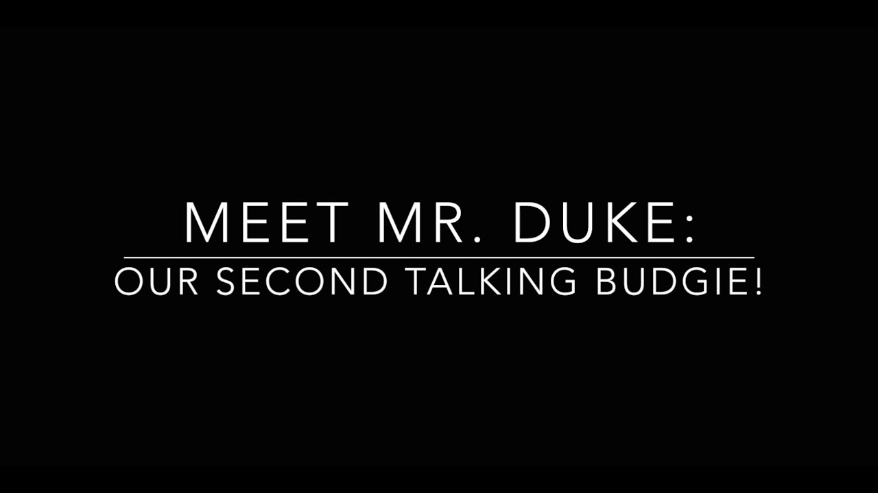 Meet Mr. Duke: our second talking budgie :) - YouTube