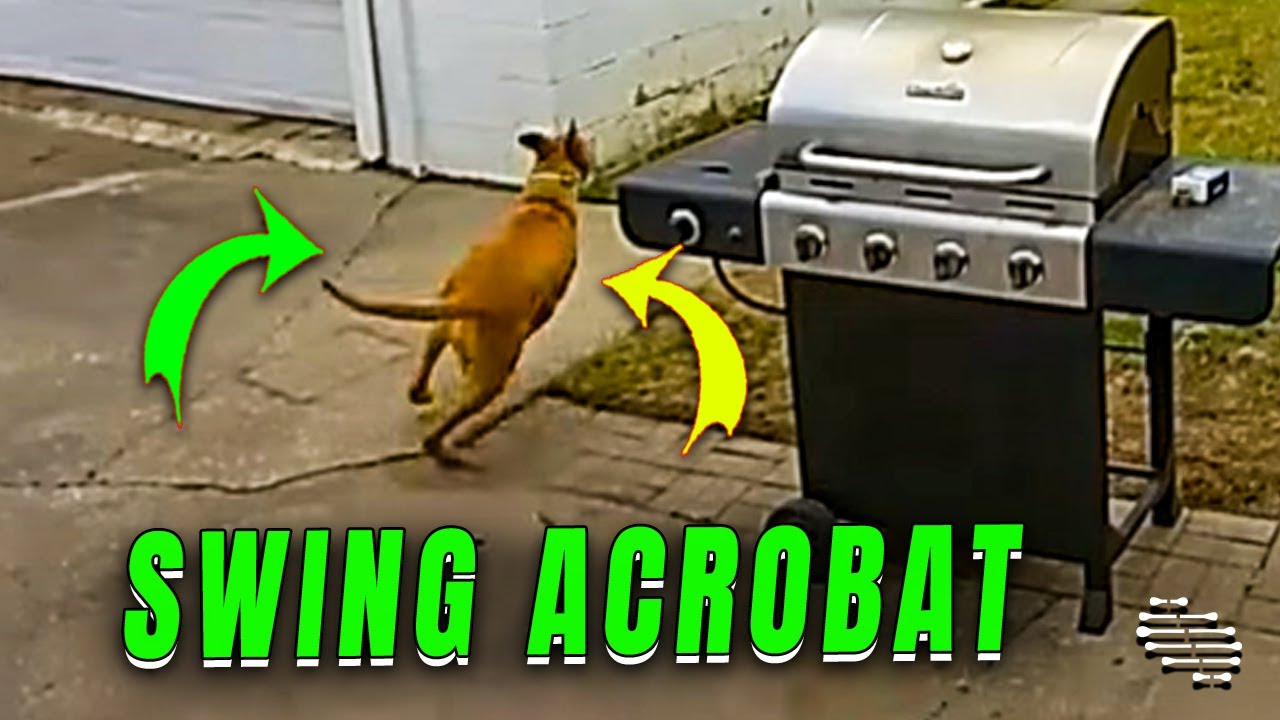 Dog Performs Acrobatic Feat against Swing’s Seat While Running Around ...