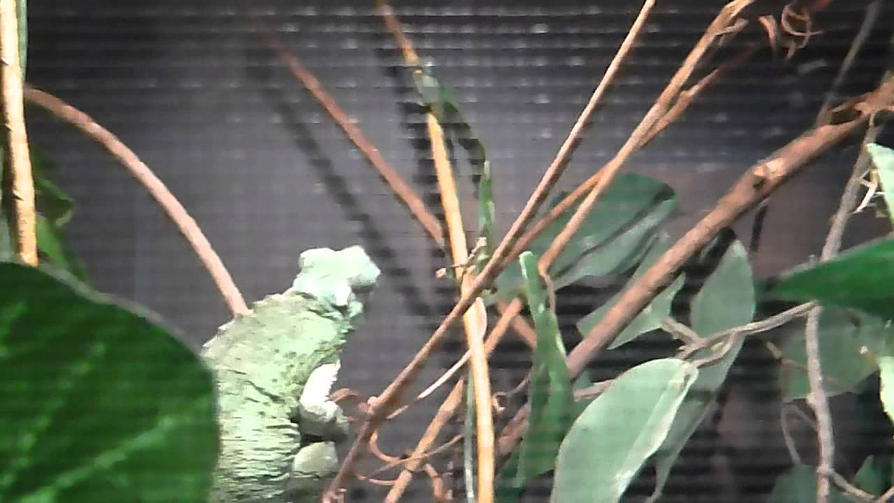 Praying Mantis Ooth Hatched in Chameleon Cage - YouTube
