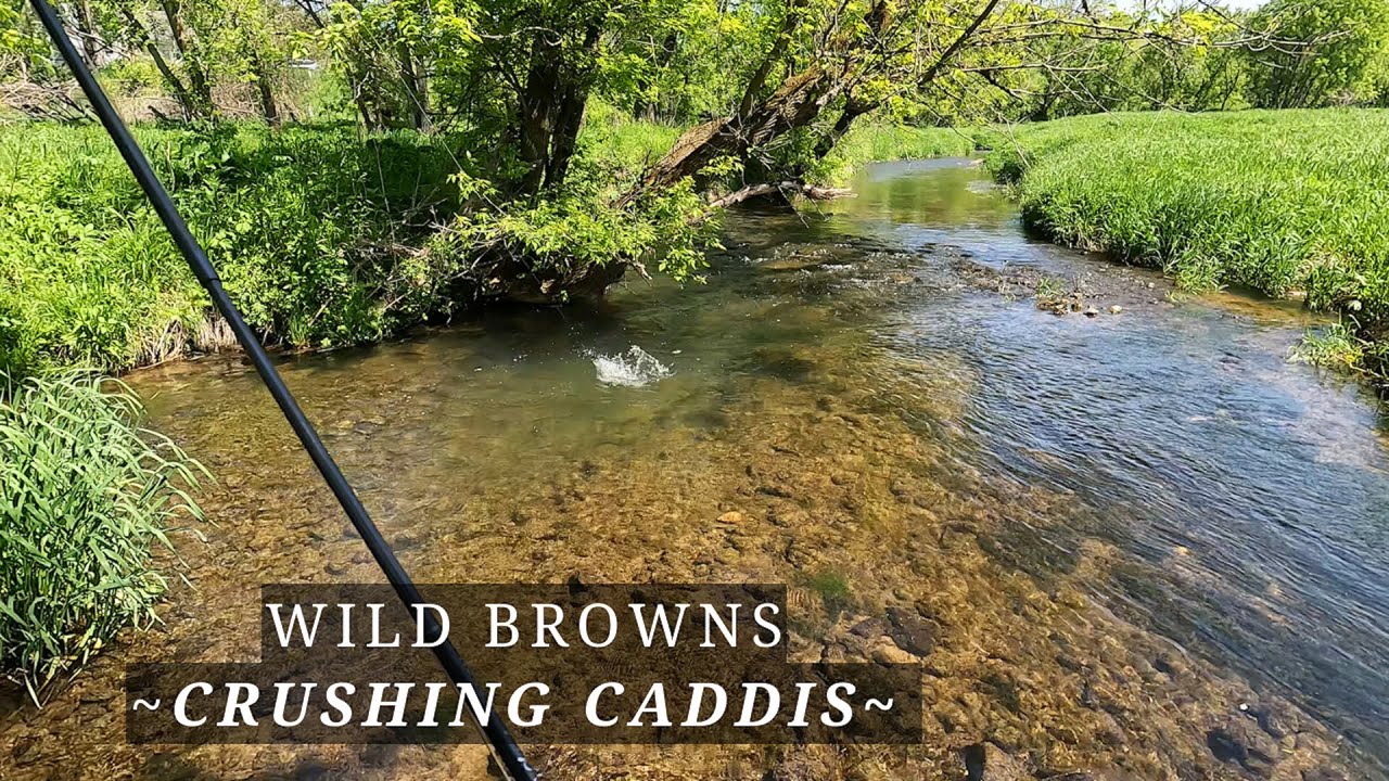 Fly Fishing the Wisconsin Driftless during spring caddis season! - YouTube