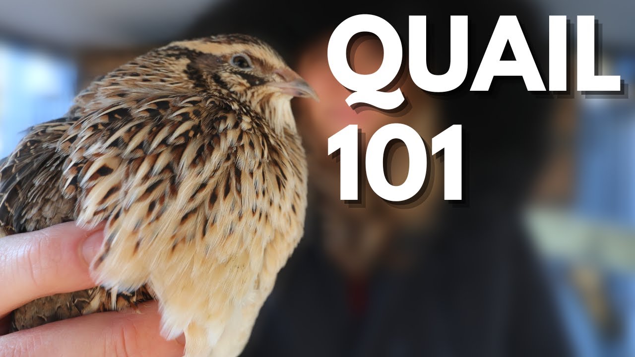 Tips on Getting Started with Quail - YouTube