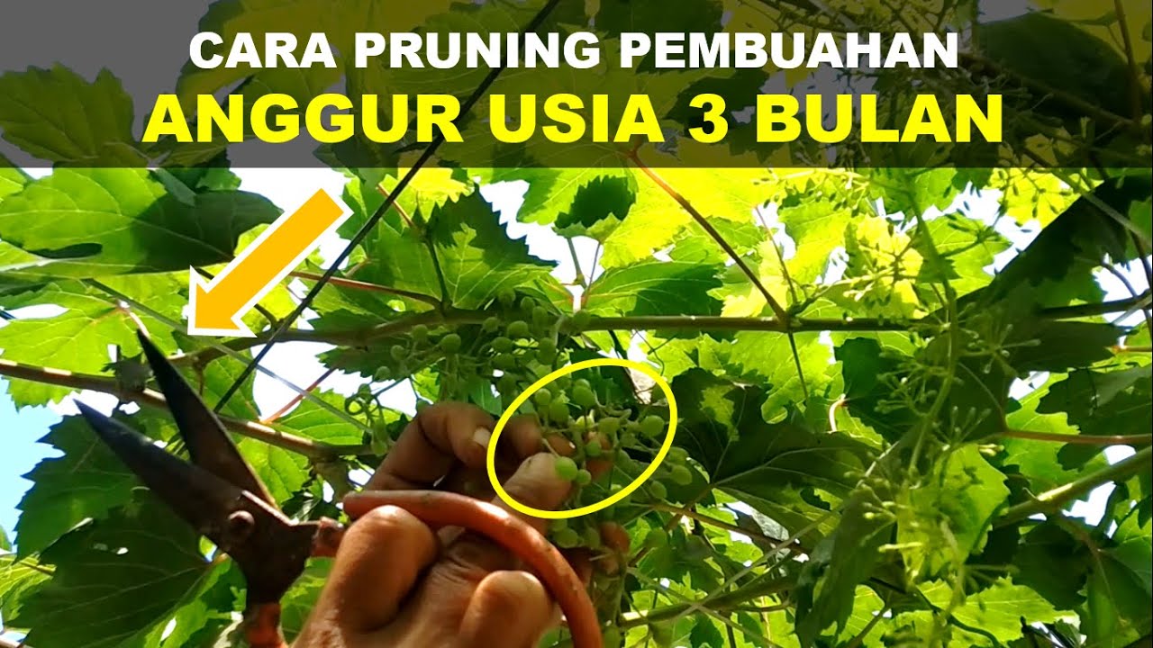 Cara Pemangkasan Anggur Untuk Pembuahan Di Usia 3 Bulan Sudah Membawa ...
