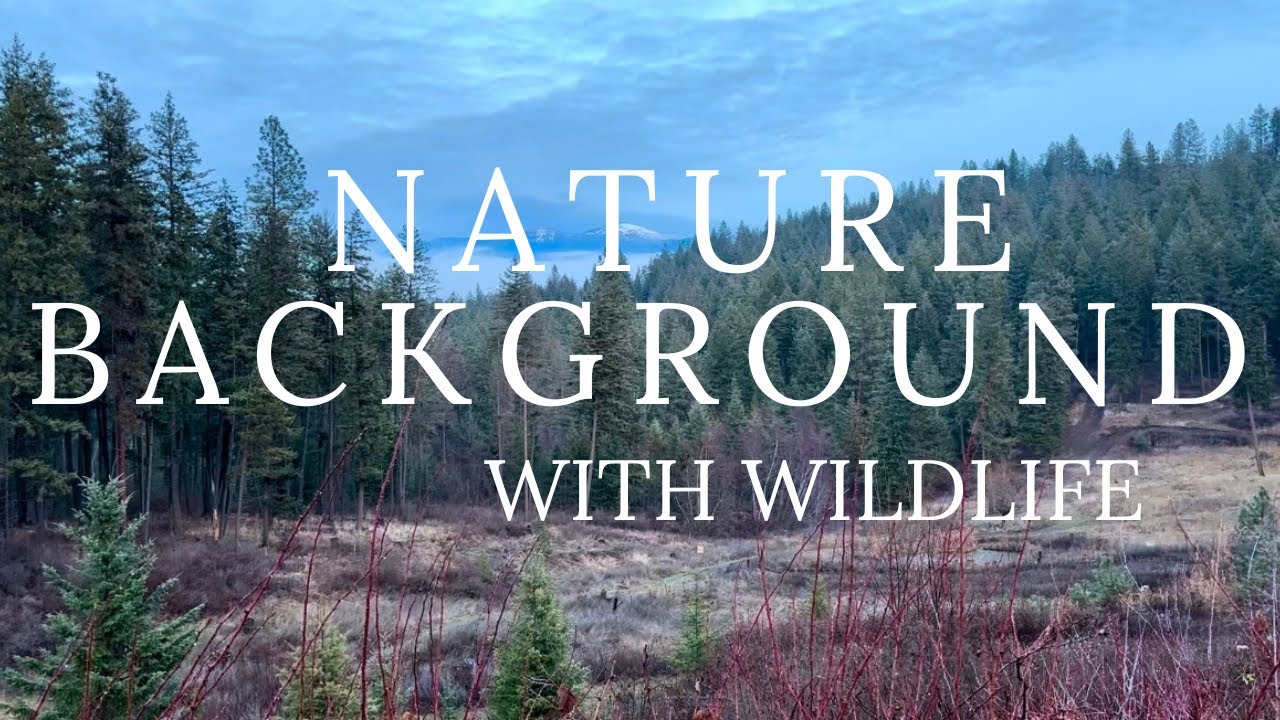 Homestead background video | Scenery with Deer | Homestead Mountain ...