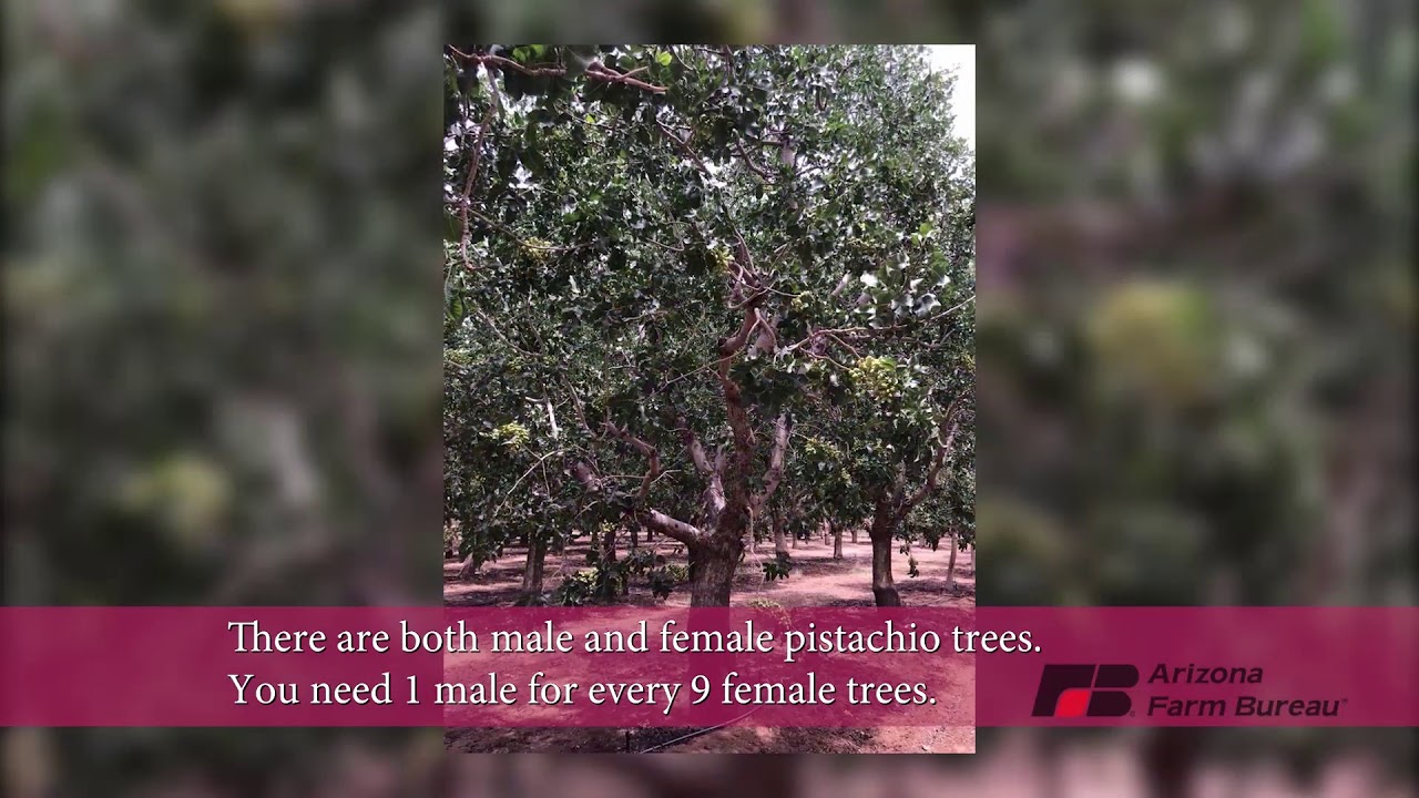 Arizona Pistachios: A Healthy Nut! - YouTube