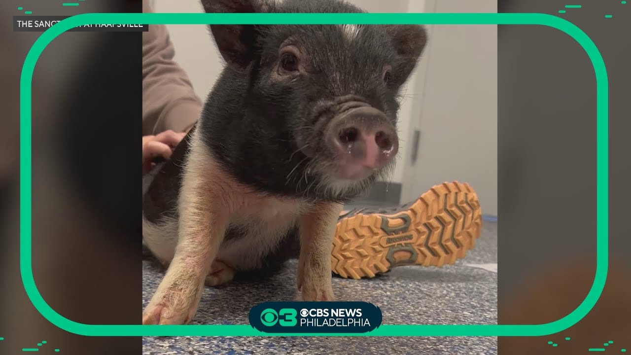 Rescued turned office pet pig "Snoop Hogg" is looking for a forever ...