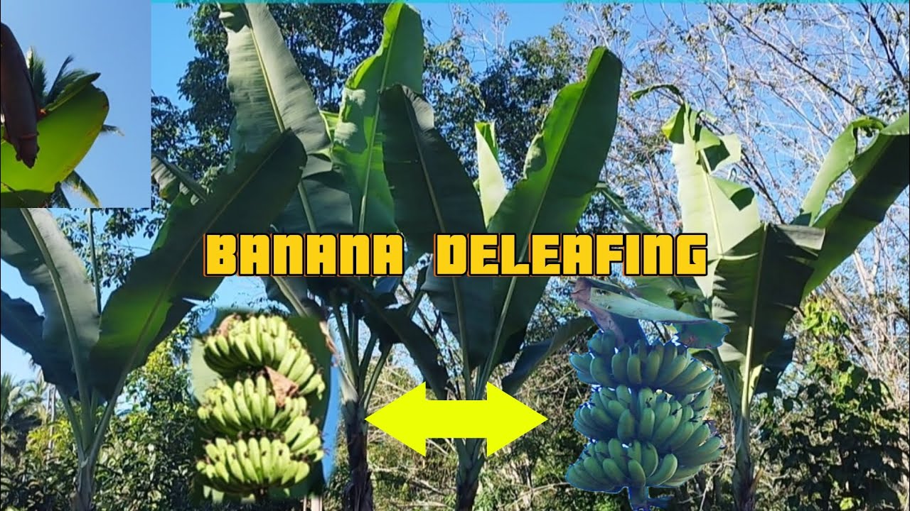 POV: BANANA DELEAFING - YouTube