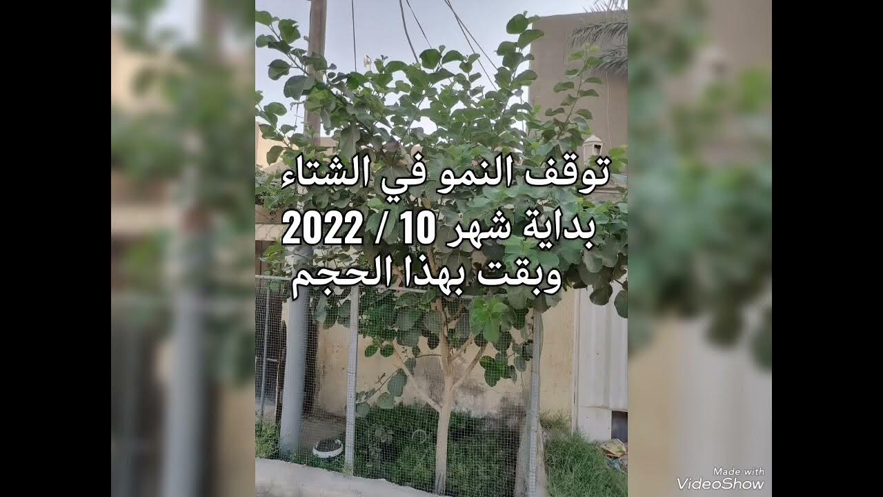 استمتع بمشاهدة مراحل نمو شجرة البمبر حتى الثمرة اجمل وأول فديو من نوعه Youtube