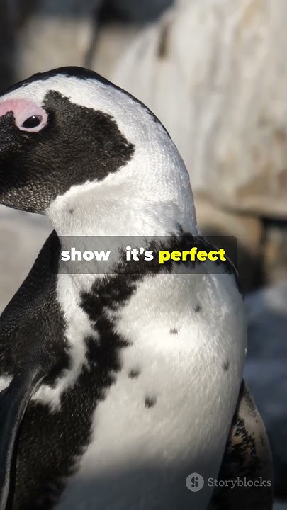 African Penguin – "The flightless bird of the southern seas." - YouTube