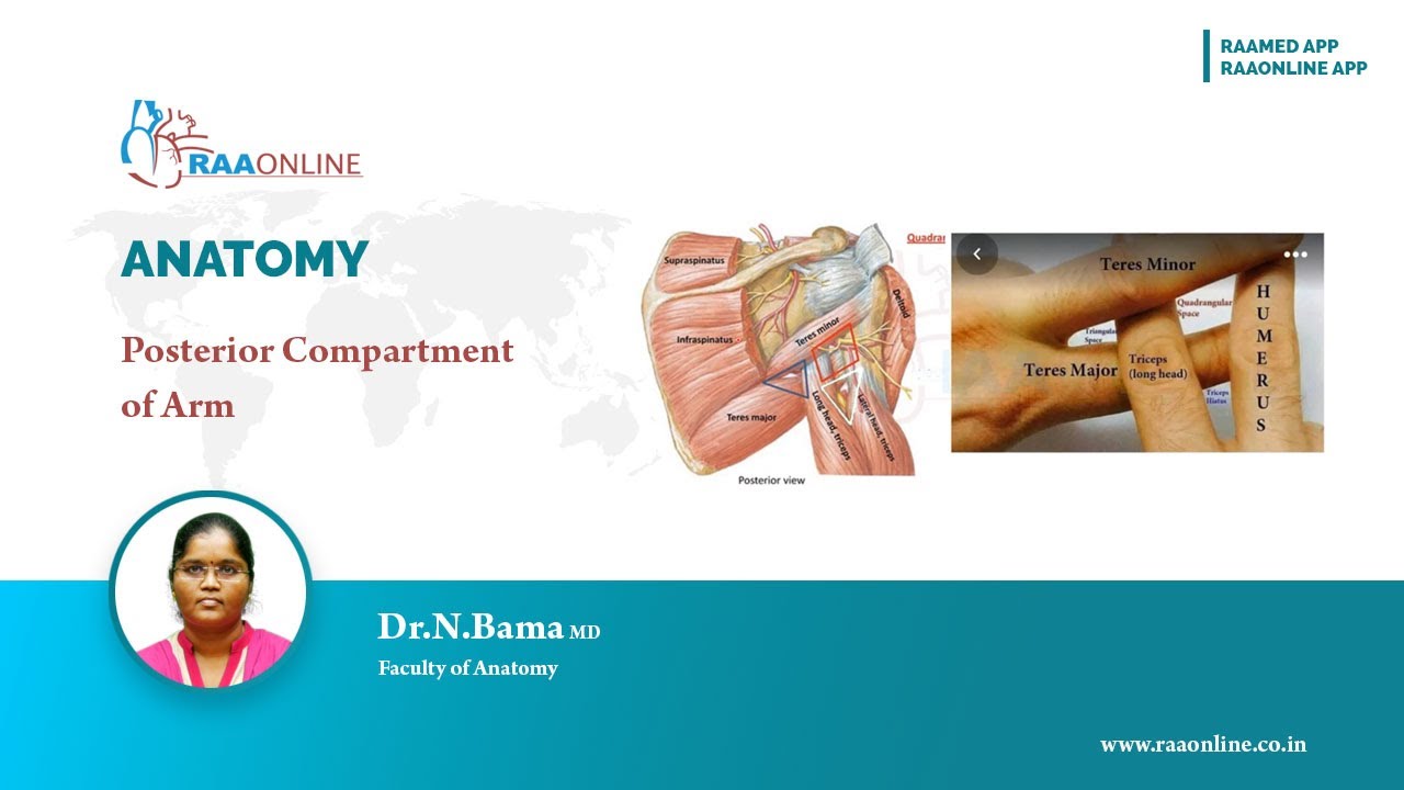 Posterior Compartment of Arm - YouTube