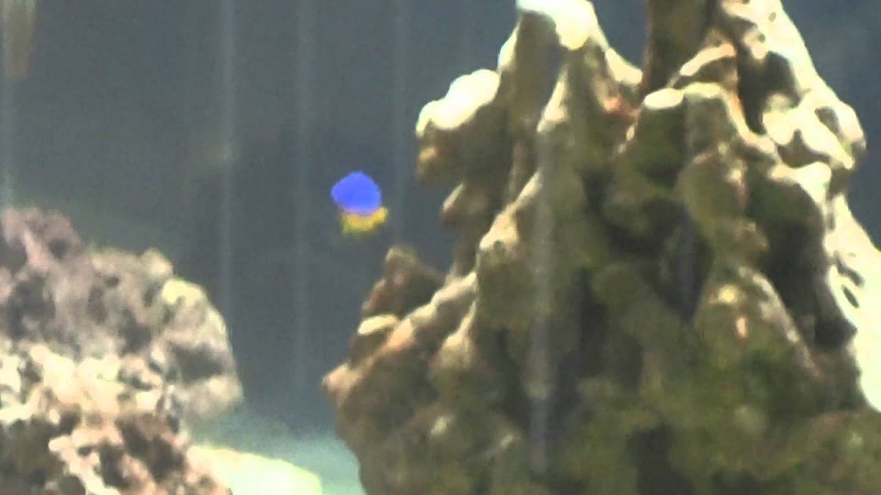 My Damsel Known As Yellow Belly - YouTube