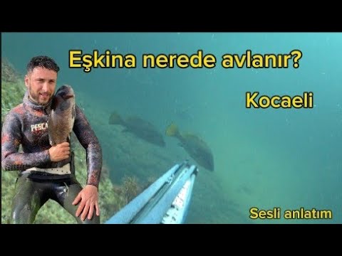 Zıpkın balık avları Kocaeli / Eşkina balığı #spearfishing