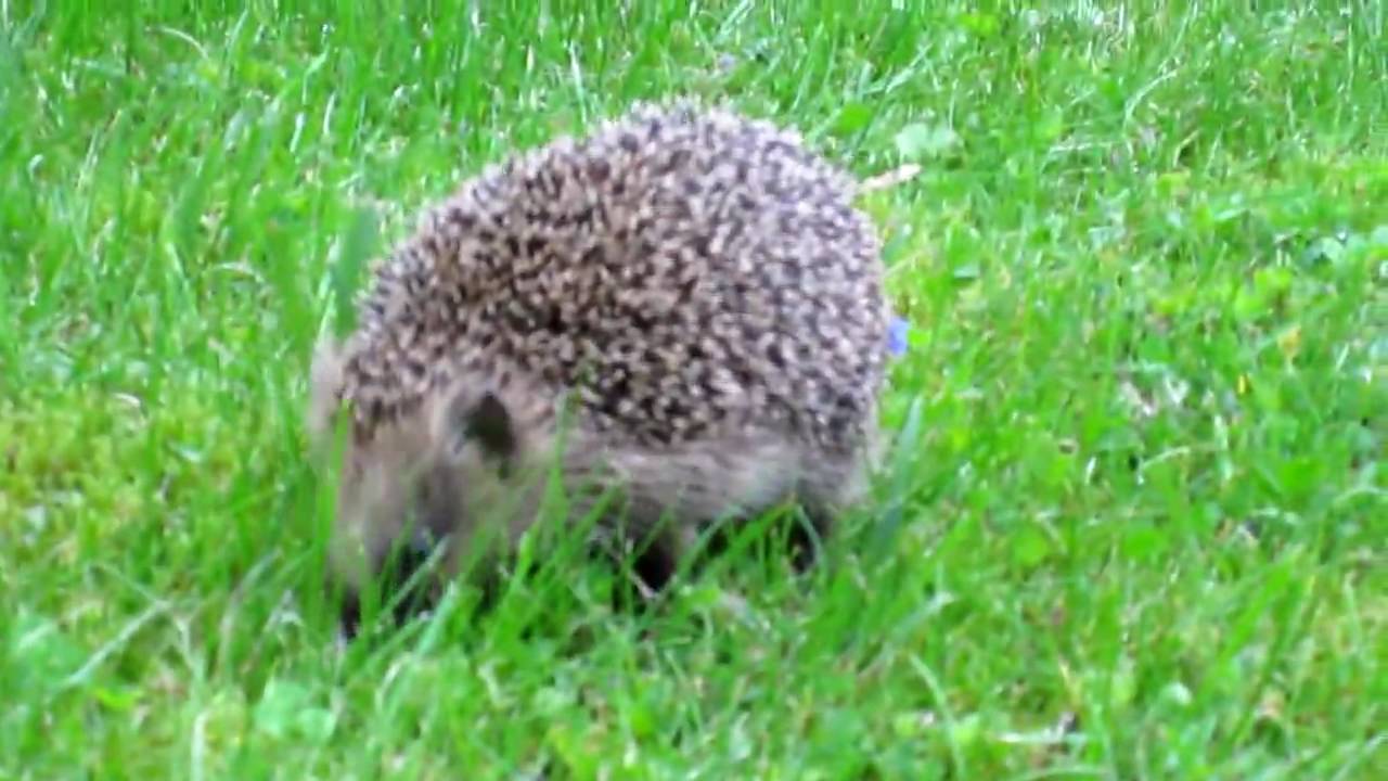 Igel - YouTube