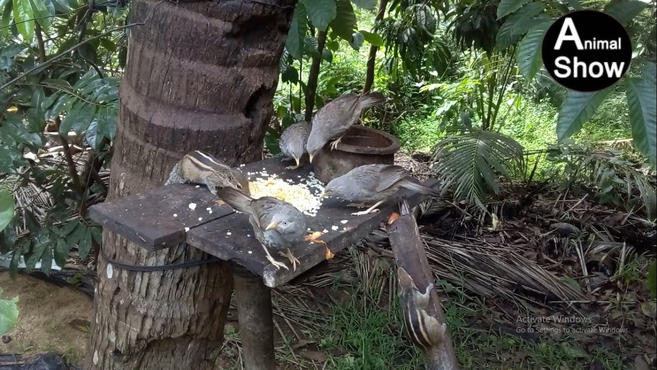 A herd of yellow-billed babblers arrival - YouTube